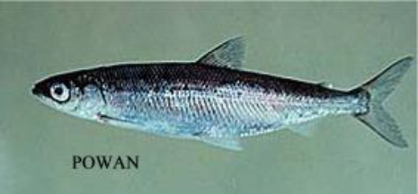 Games Species Gallery | AFYD