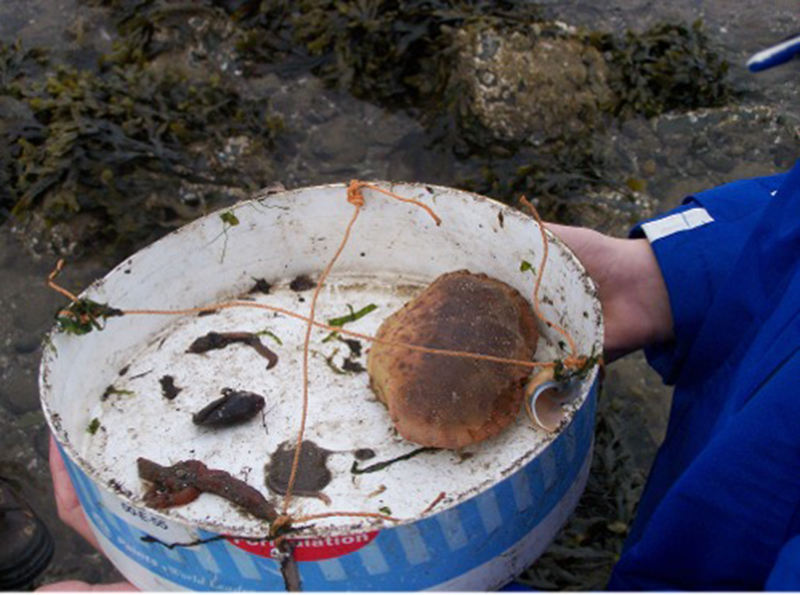 Bait Digging Gallery | AFYD